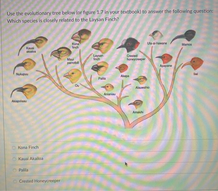 Solved Use the evolutionary tree below (or figure 1.7 in | Chegg.com