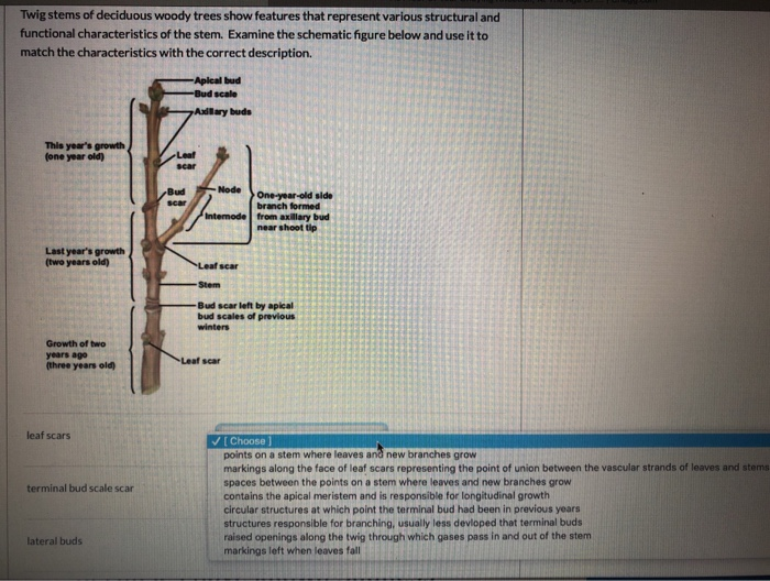 Solved Twig stems of deciduous woody trees show features | Chegg.com
