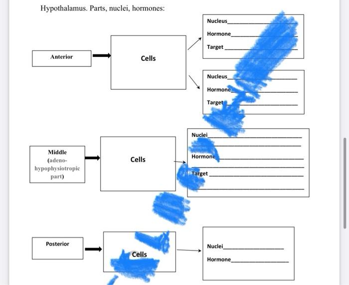 Solved fill in the diagram - below, missing gap words fill | Chegg.com