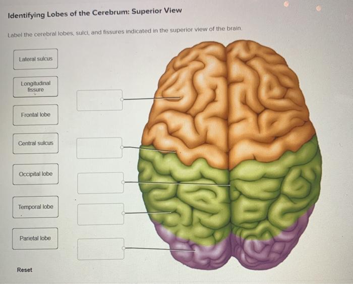 Solved Identifying Lobes of the Cerebrum: Superior View | Chegg.com