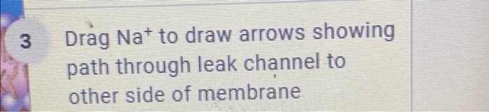 3 Drag Na* to draw arrows showing path through leak | Chegg.com