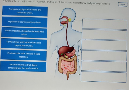 Solved Now identify the major sites of digestion, and some | Chegg.com