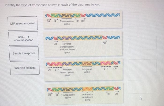 Solved Identify the type of transposon shown in each of the | Chegg.com