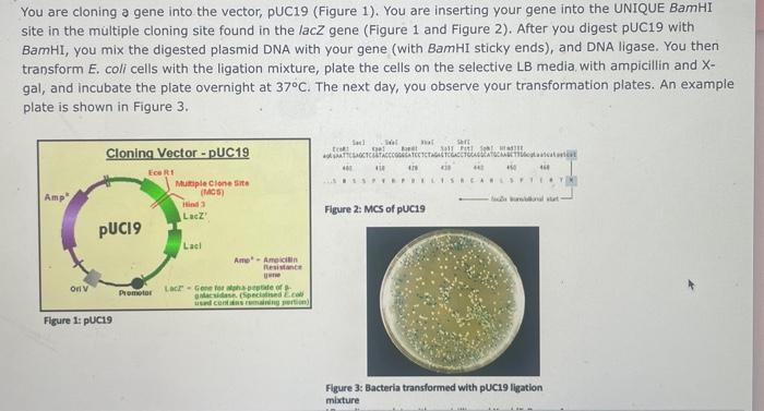 Solved You are cloning a gene into the vector, pUC19 (Figure | Chegg.com