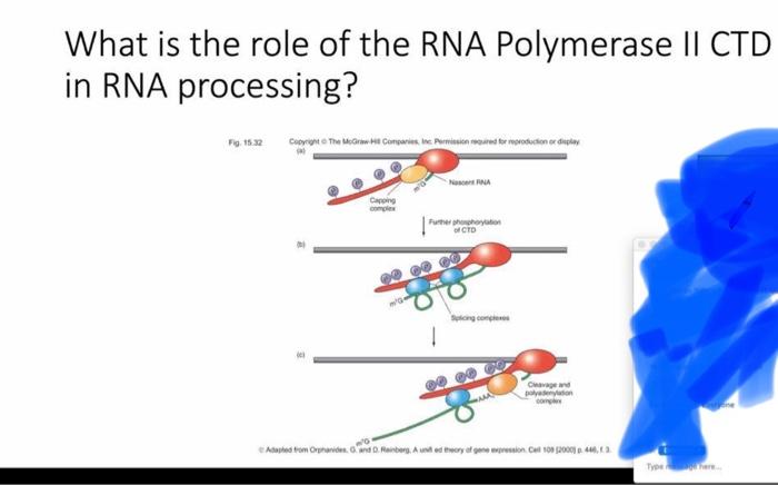 Solved What is the role of the RNA Polymerase II CTD in RNA | Chegg.com
