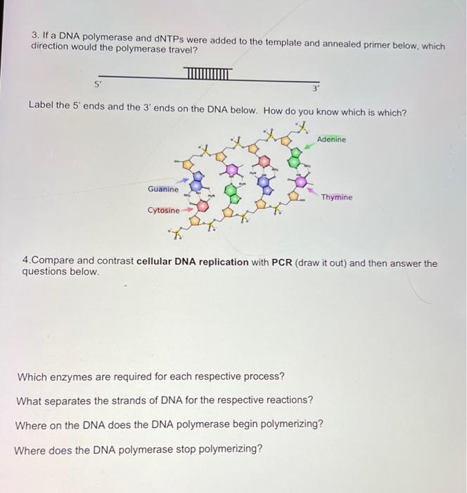 Solved 3. If a DNA polymerase and dNTPs were added to the | Chegg.com