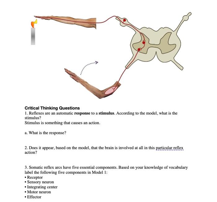 Solved Critical Thinking Questions 1. Reflexes are an | Chegg.com