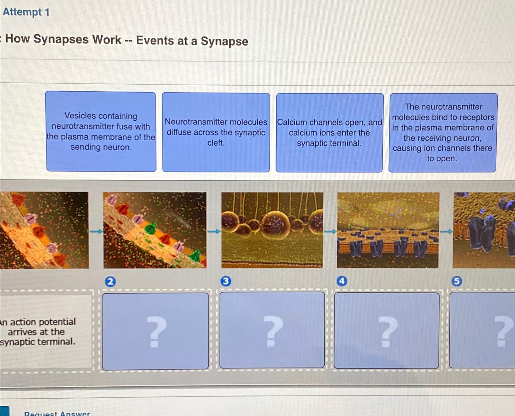 Solved Attempt 1How Synapses Work -- ﻿Events at a | Chegg.com