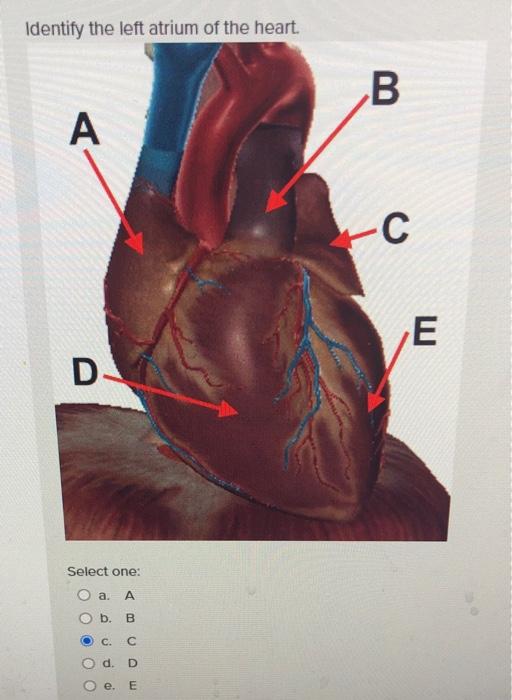 Solved Identify the left atrium of the heart. A D Select | Chegg.com