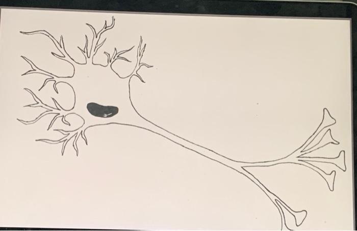 [Solved]: Attached is a diagram of a typical multipolar n