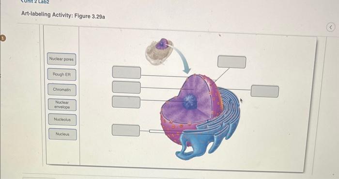 Solved Art-labeling Activity: Figure 3.29a | Chegg.com