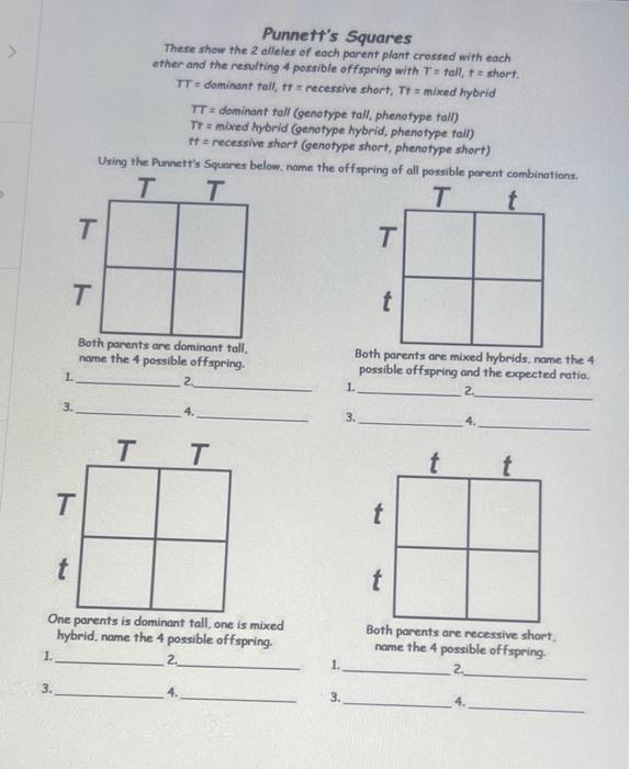 Solved Punnett's Squares These show the 2 alleles of each | Chegg.com