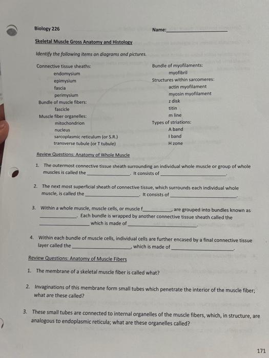Review Questions: Anatomy of Whole Muscle 1. The | Chegg.com