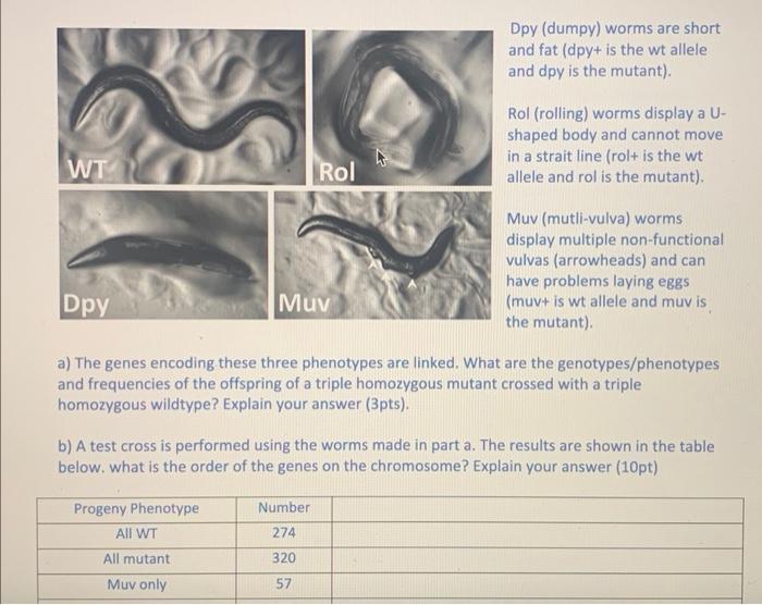 Solved 4) In the nematode C. elegans, there are many | Chegg.com