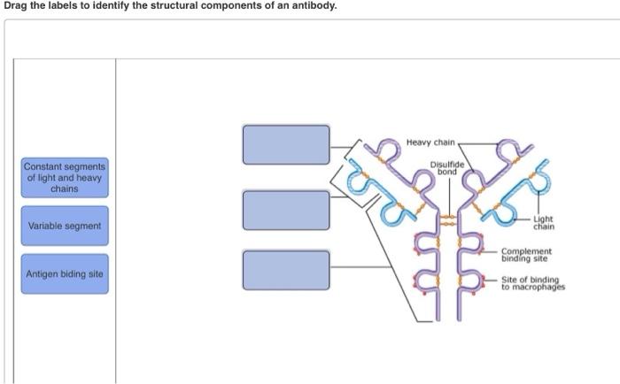Solved Drag the labels to identify the structural components | Chegg.com
