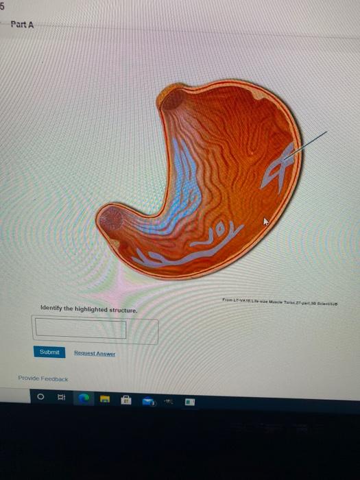 Solved 5 Part A PLIVAL Identify the highlighted structure. | Chegg.com