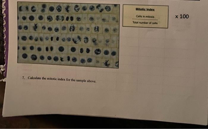 Solved Mitotic Index x 100 Calls in mitosis Total number of | Chegg.com