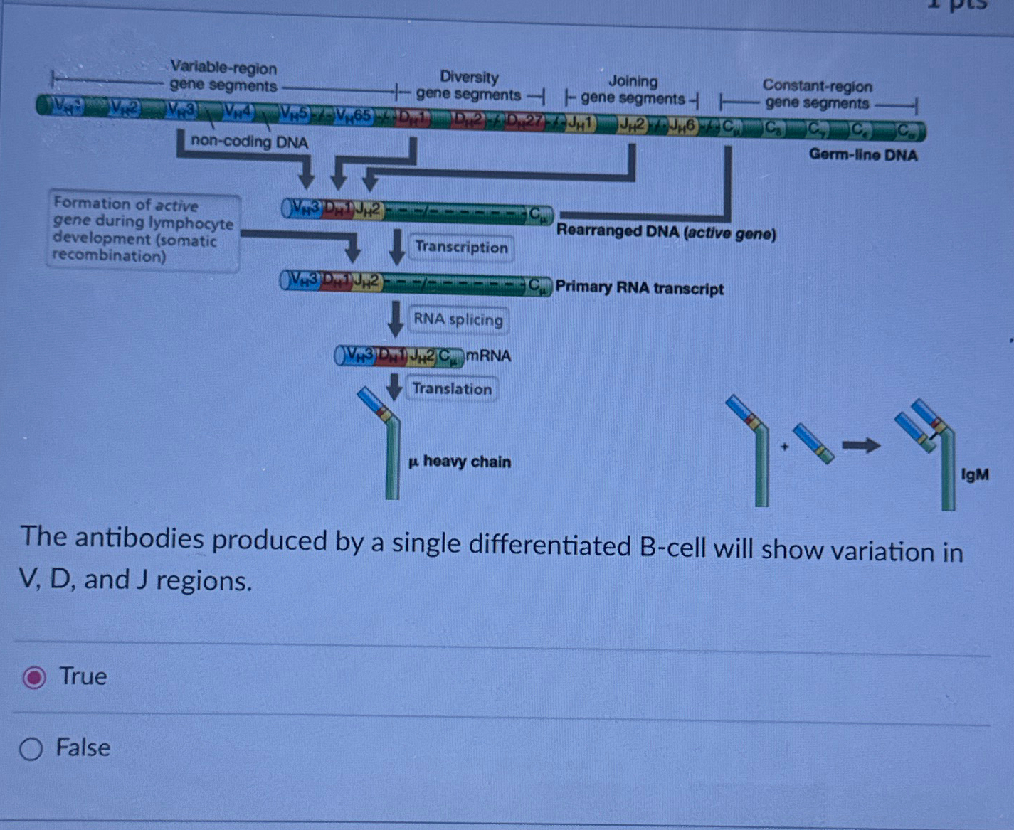 Solved The antibodies produced by a single differentiated | Chegg.com