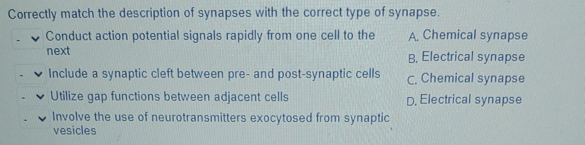 Solved Correctly match the description of synapses with the | Chegg.com