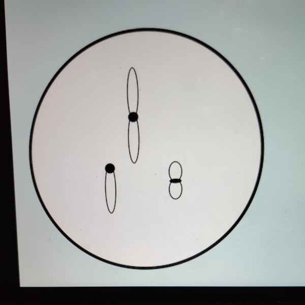 Solved Picture below is a gamete. Draw all of the steps of | Chegg.com