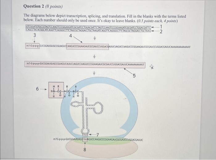 Solved The diagrams below depict transcription, splicing, | Chegg.com