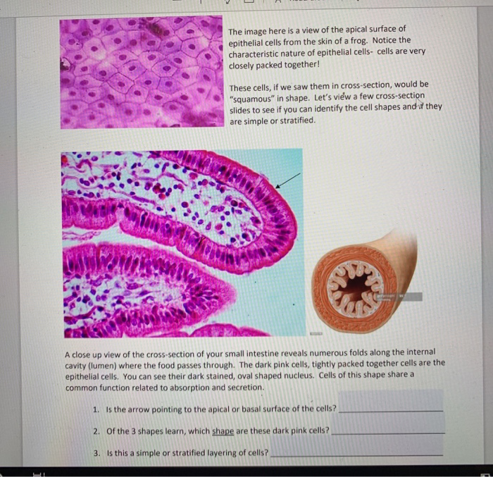 Solved The image here is a view of the apical surface of | Chegg.com