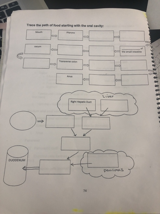 Solved Trace the path of food starting with the oral cavity: | Chegg.com