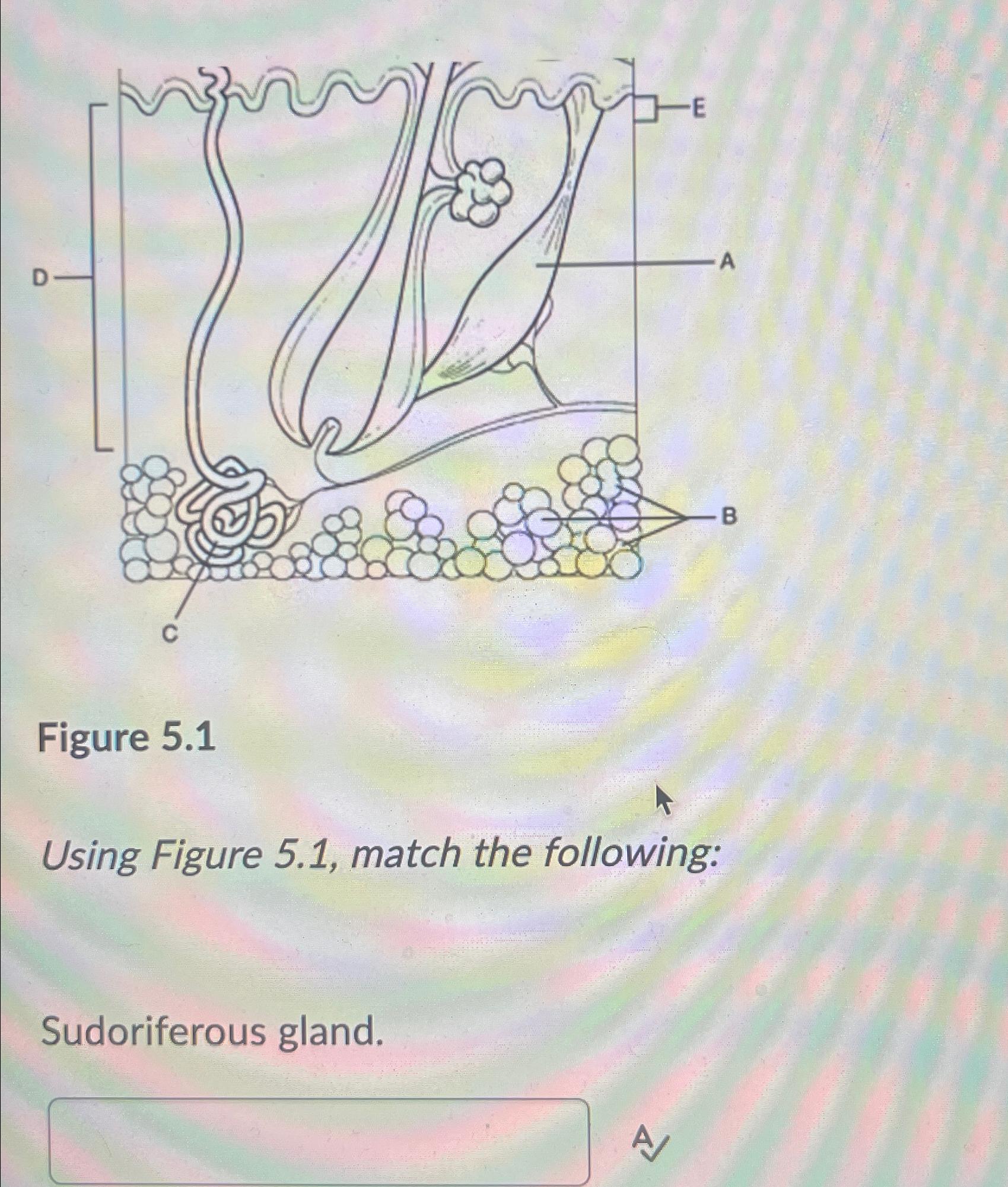 Solved Figure 5.1Using Figure 5.1, match the | Chegg.com Solved Figure 5.1Using Figure 5.1, match the | Chegg.com