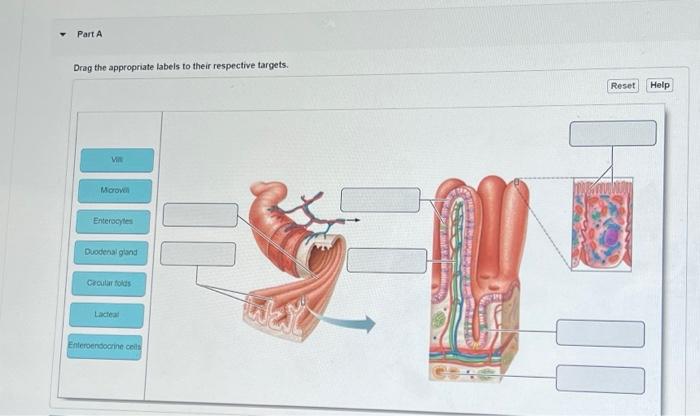 Solved Part A Drag the appropriate labels to their | Chegg.com