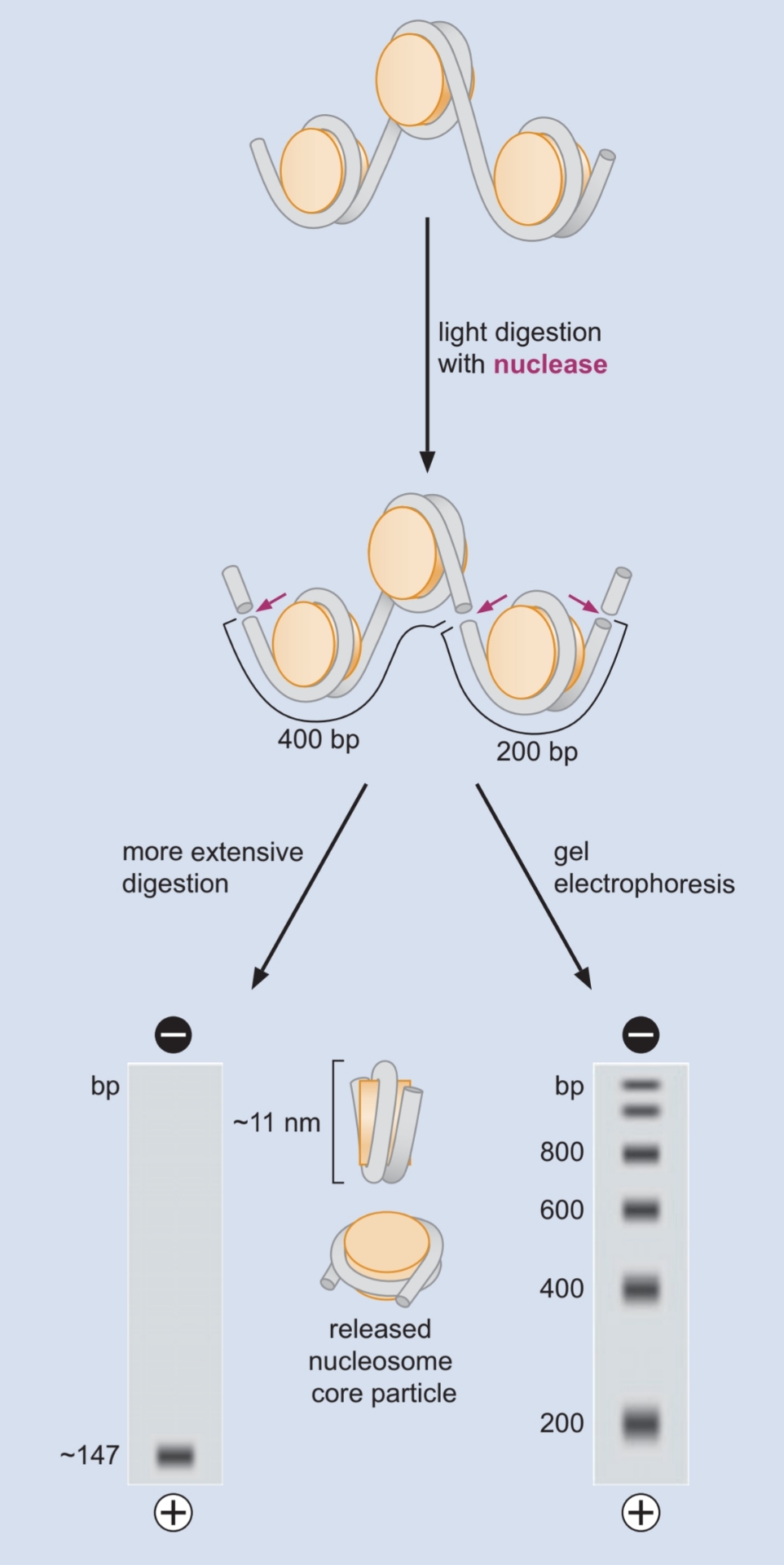 Solved micrococcal nuclease and the DNA associated with the | Chegg.com
