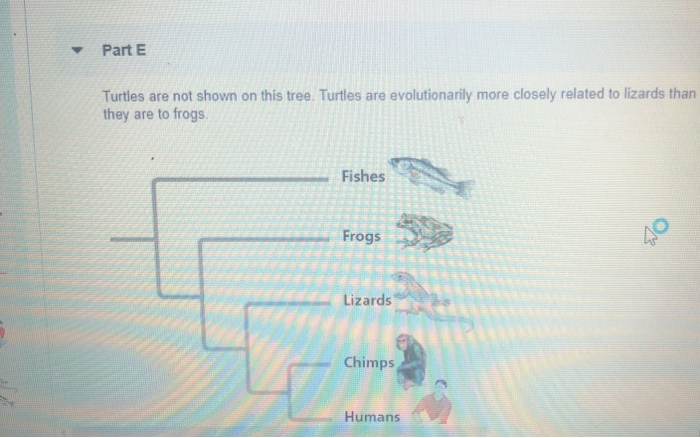 Part E Turtles are not shown on this tree. Turtles | Chegg.com