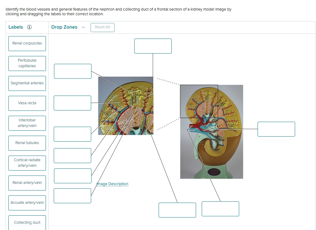 Solved Identify the blood vessels and general features of | Chegg.com