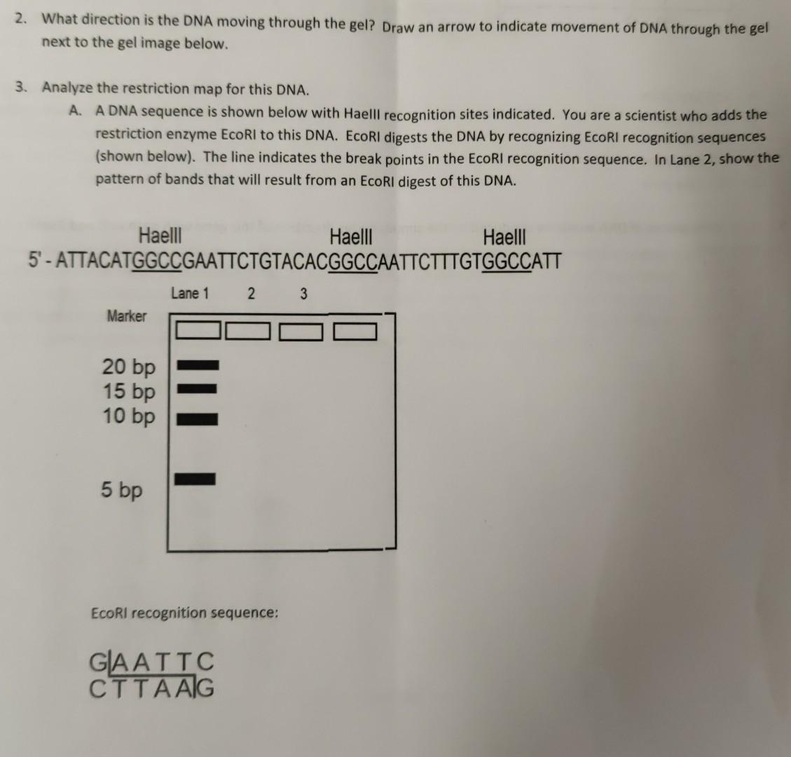 2. What direction is the DNA moving through the gel? | Chegg.com