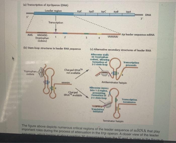 Part A Identify the trp codons and the parts of the | Chegg.com