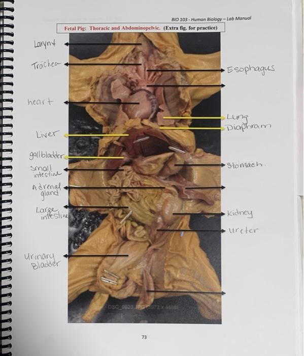 Solved BIO 103 - Human Biology - Lab Manual Fetal Pig: | Chegg.com