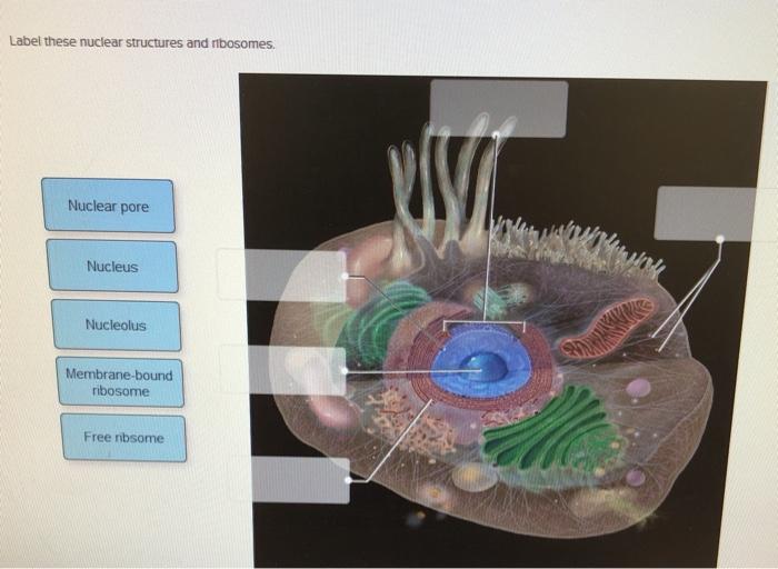 Solved Label these nuclear structures and ribosomes. Nuclear | Chegg.com