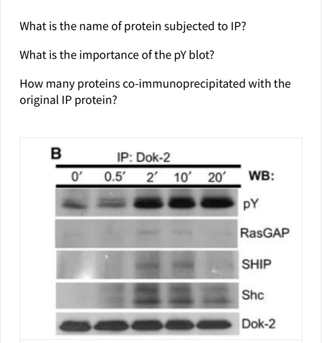 Solved What is the name of protein subjected to IP? What is | Chegg.com