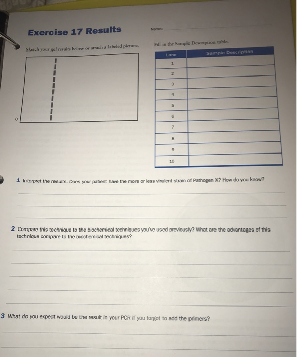 EXERCISE 17 Polymerase Chain Reaction (PCR) and DNA | Chegg.com