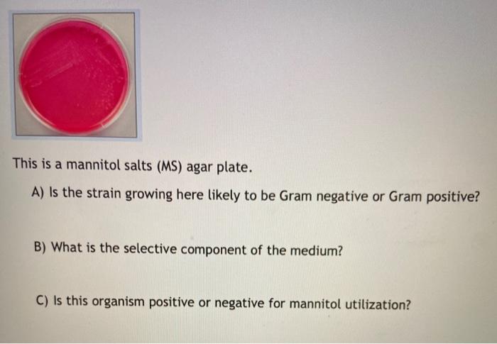 Solved This is a mannitol salts (MS) agar plate. A) Is the | Chegg.com
