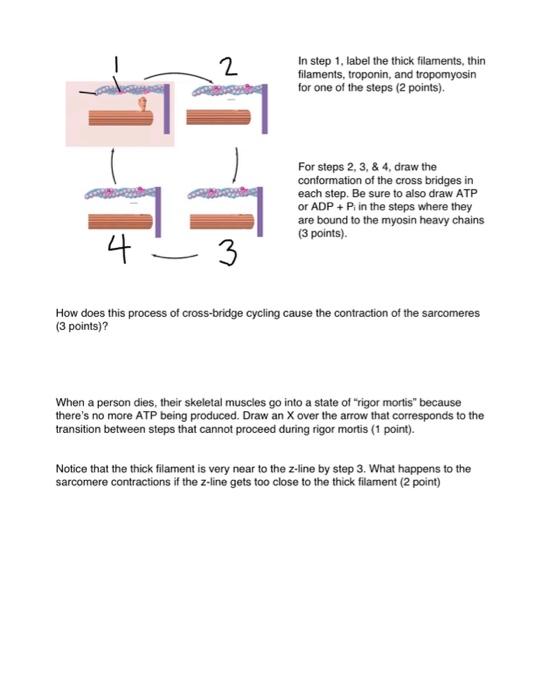 Solved In step 1, label the thick filaments, thin filaments, | Chegg.com