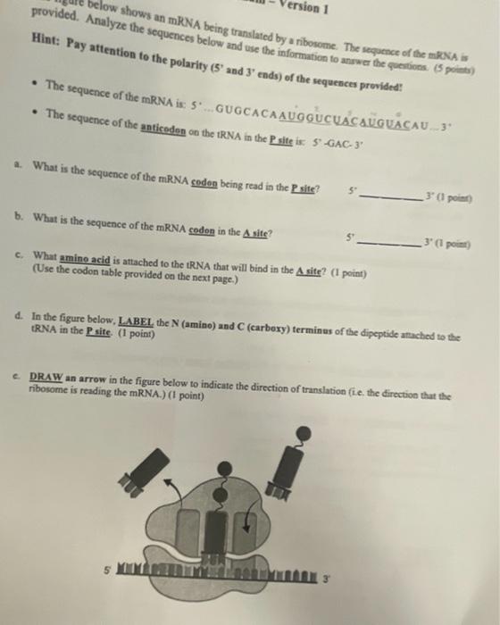 Solved provided. Anaw shows an mRNA being translated by a | Chegg.com
