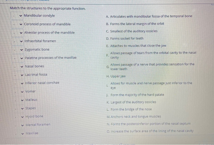 Solved Match the structures to the appropriate function. | Chegg.com