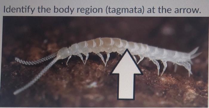Solved Identify the body region (tagmata) at the arrow. | Chegg.com
