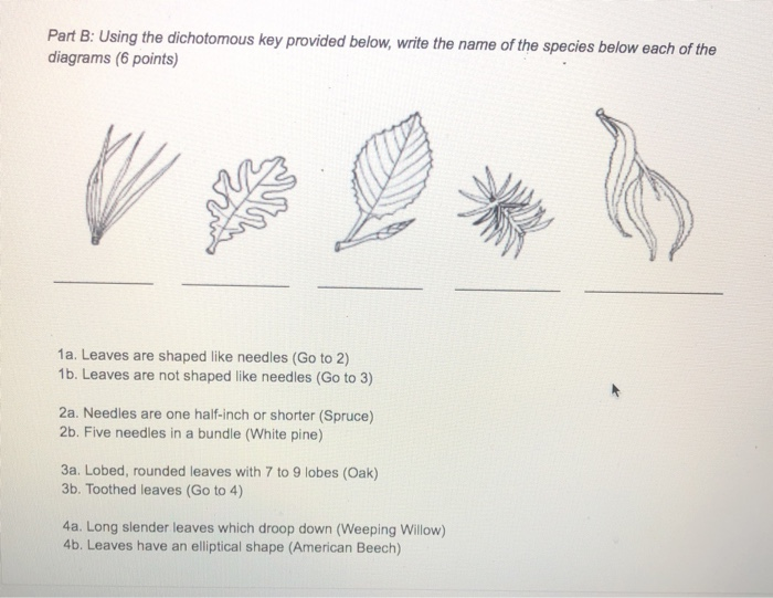 Solved Part B: Using the dichotomous key provided below, | Chegg.com