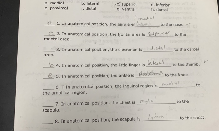 Solved a. medial e. proximal b. lateral f. distal C. | Chegg.com