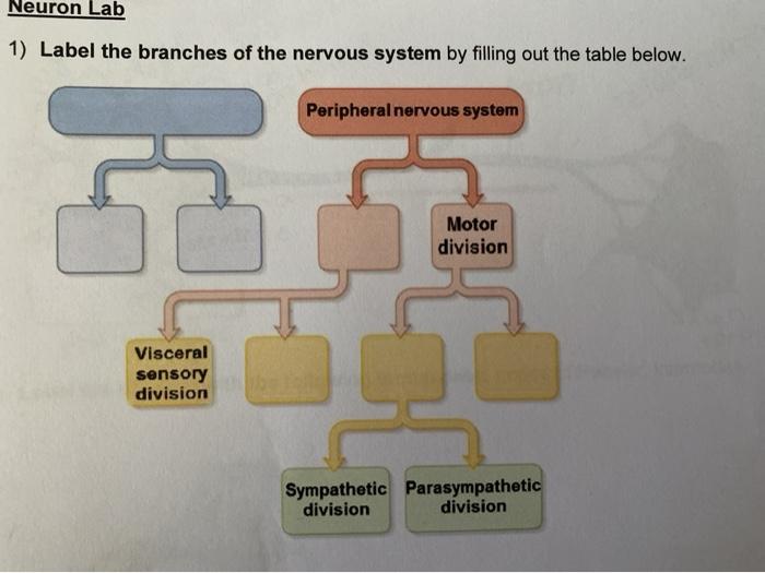 Solved label the branches of the nervous system by filling | Chegg.com