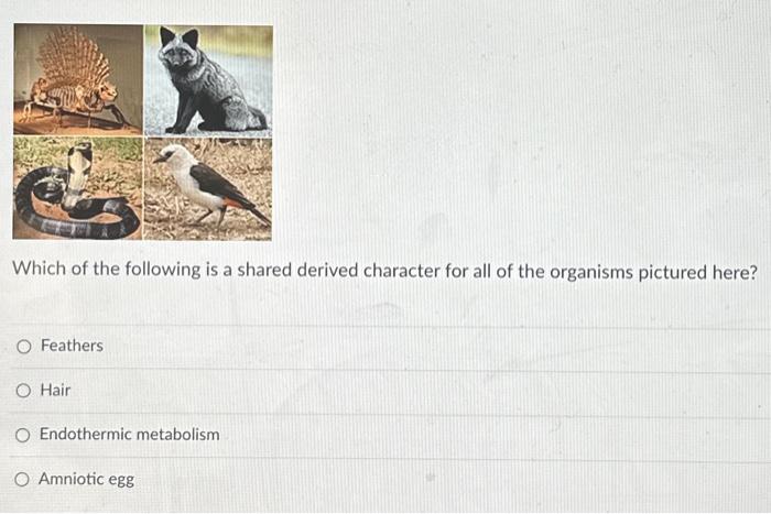 Solved Which of the following is a shared derived character | Chegg.com