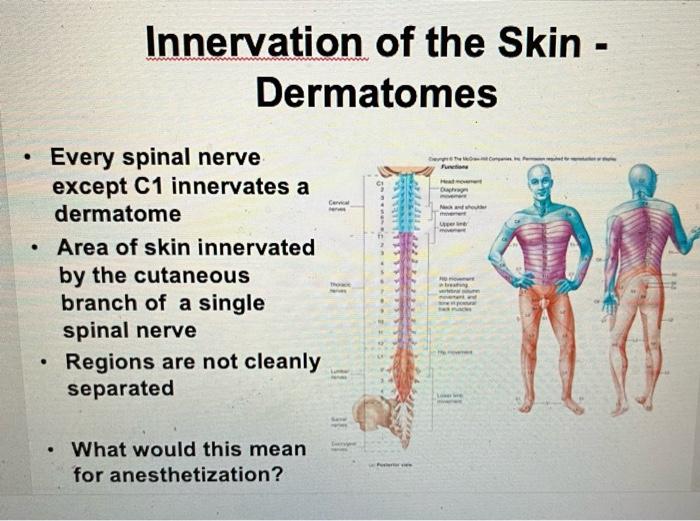 Solved Innervation of the Skin - Dermatomes . Fuen Hea Oh | Chegg.com