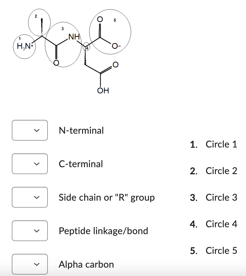 Solved Match the correct description to the correct circled | Chegg.com