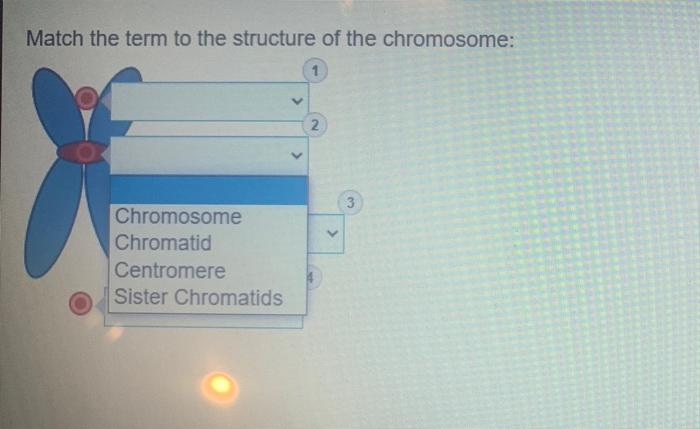 Solved Match the term to the structure of the chromosome: 1 | Chegg.com